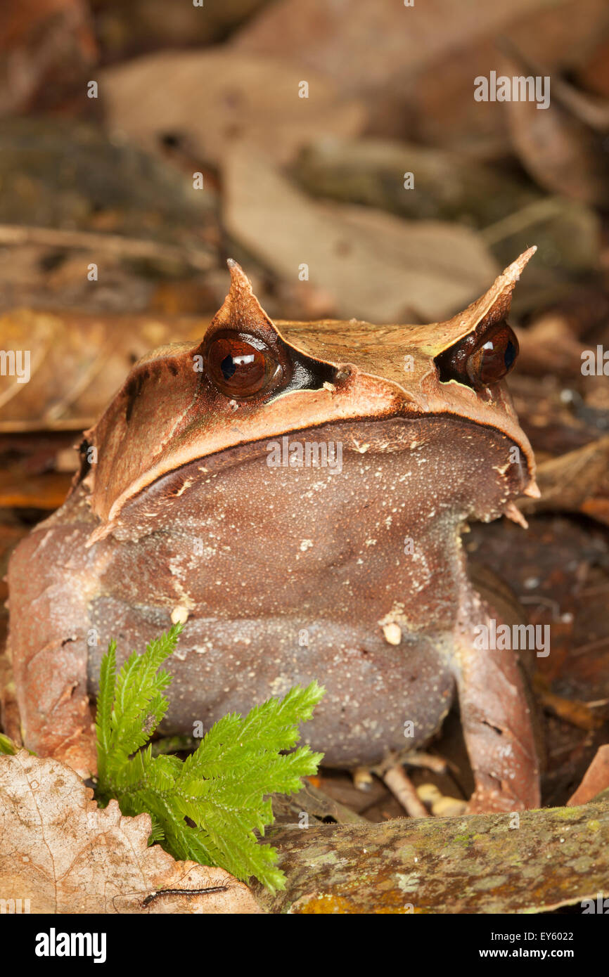 Malayan Leaf Frog High Resolution Stock Photography and Images - Alamy