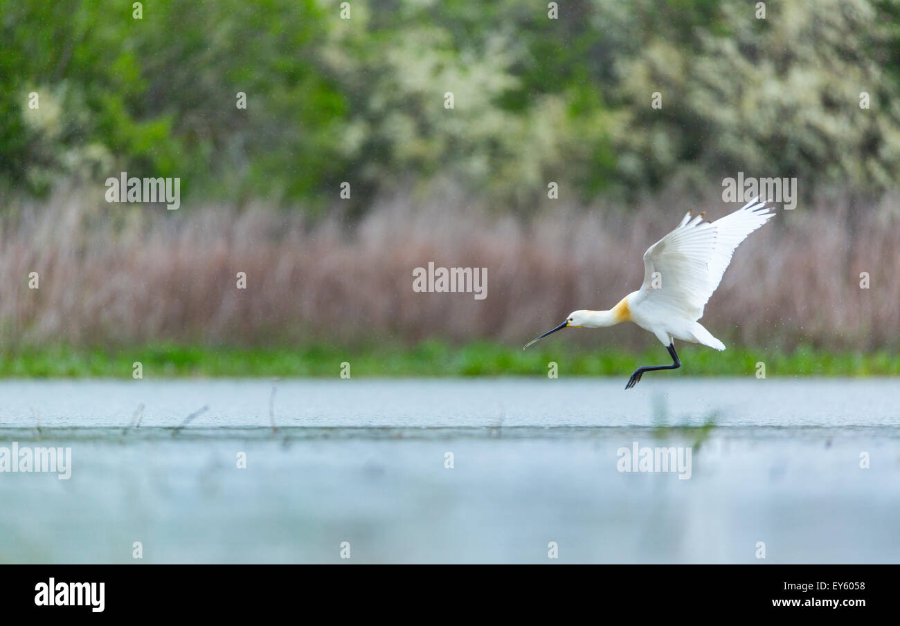 Eurasian Spoonbill landing in a swamp - Bulgaria Stock Photo - Alamy
