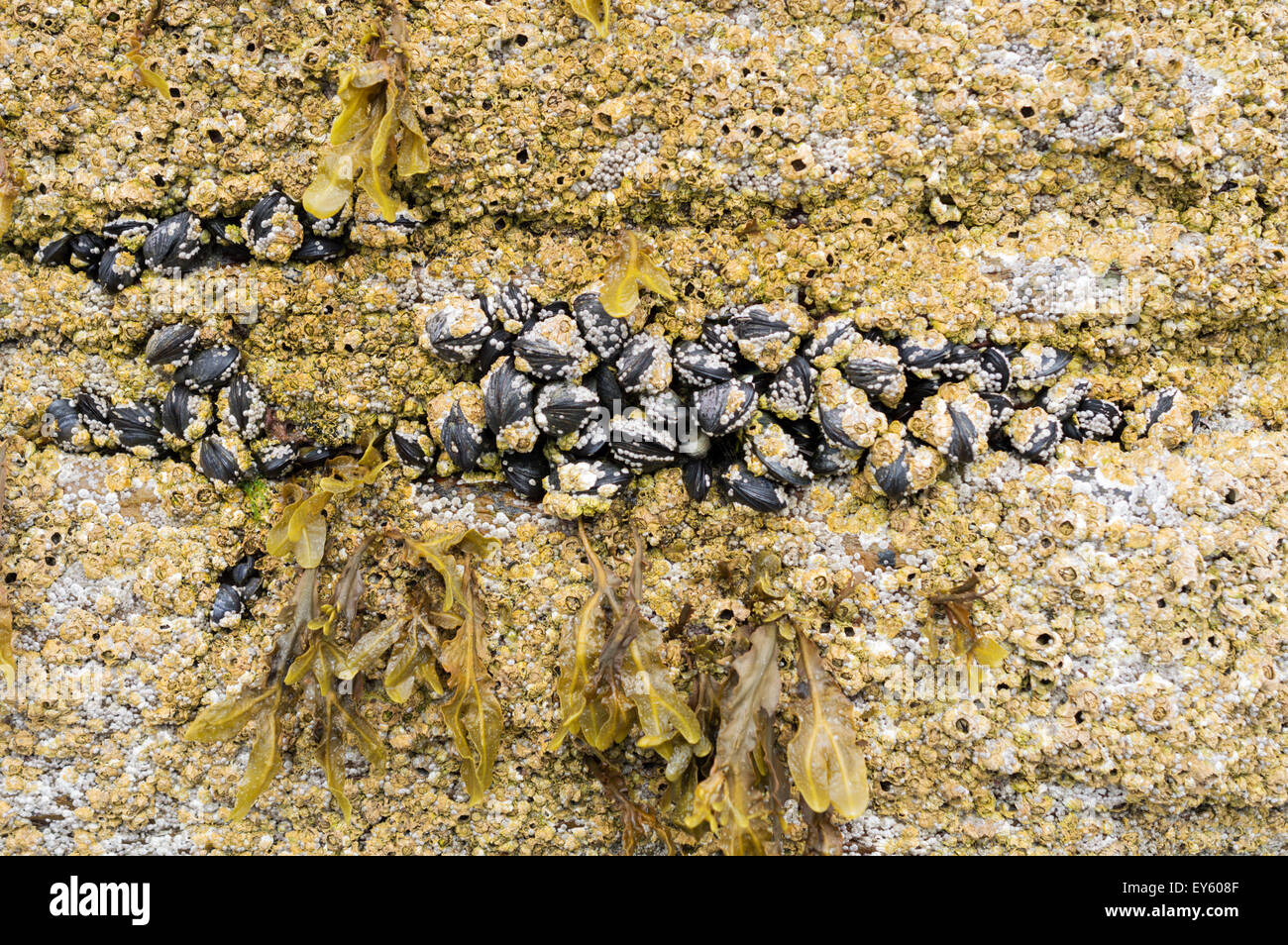 Full frame of barnacles, mussels and seaweed Stock Photo - Alamy