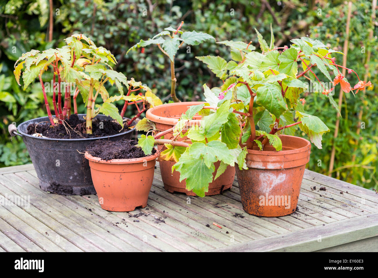 Overwintering of tuberous begonia in a garden Remove from pot to store ...