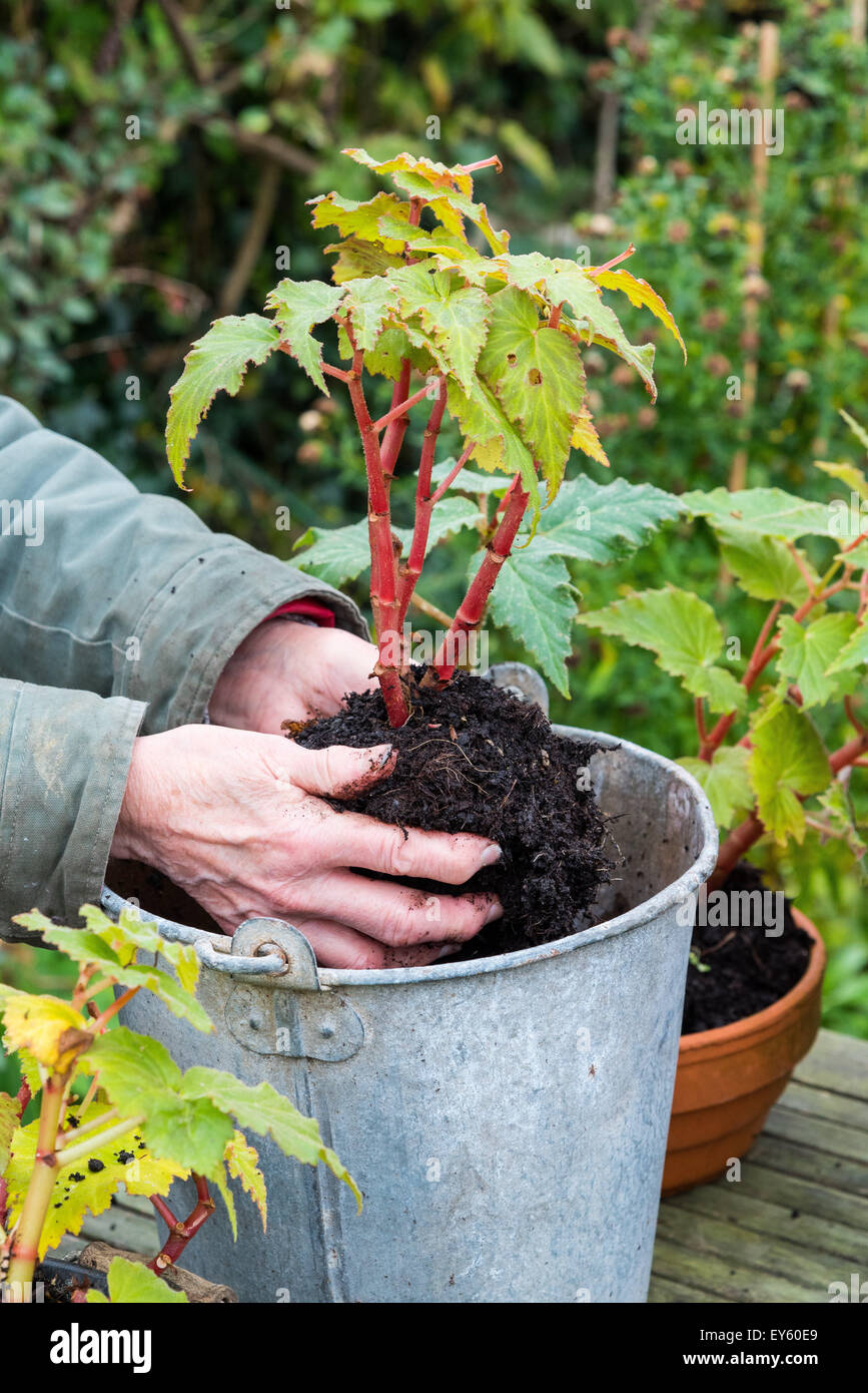 Overwintering of tuberous begonia in a garden Remove from pot to store ...