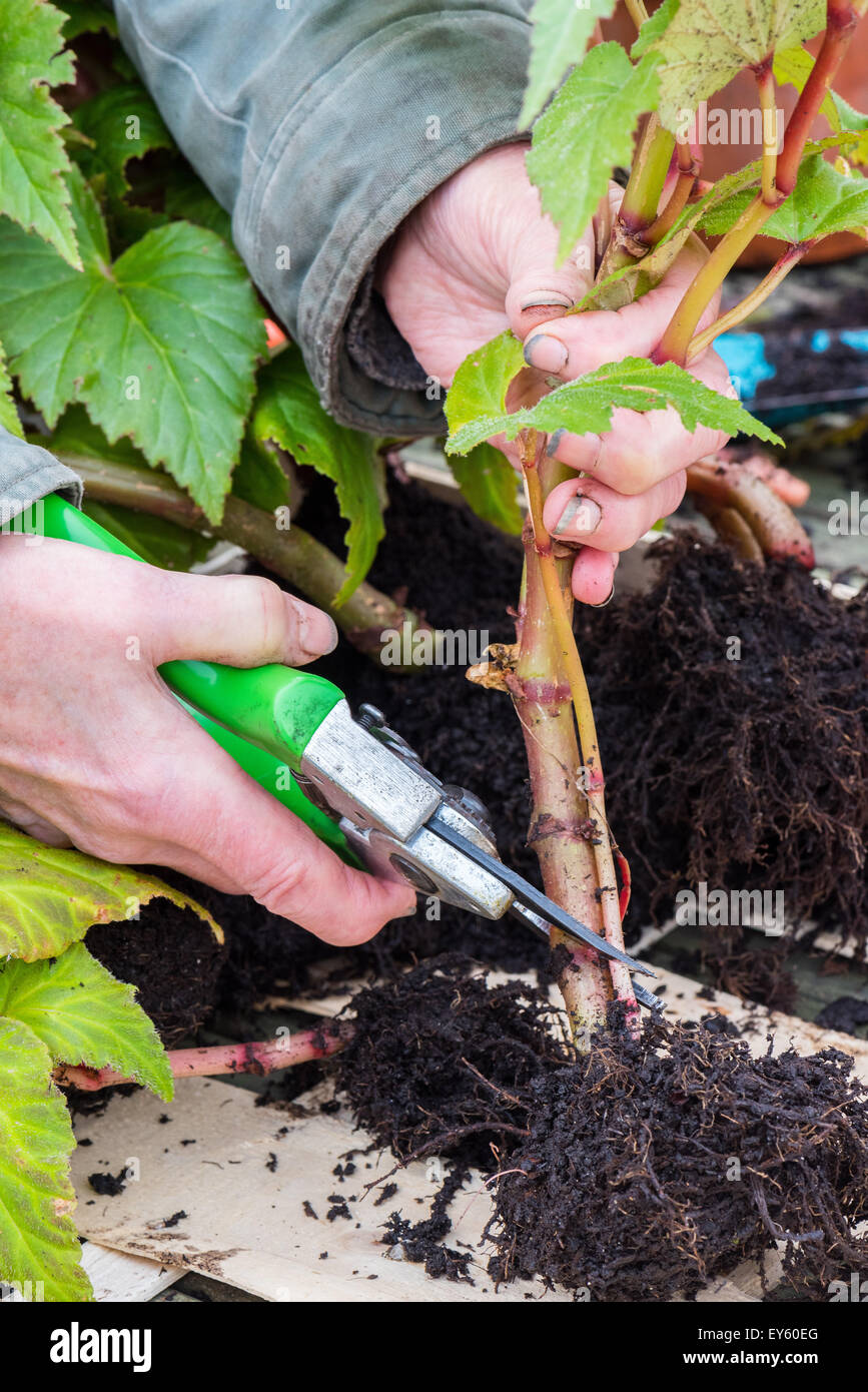Overwintering of tuberous begonia in a garden Remove from pot to store ...