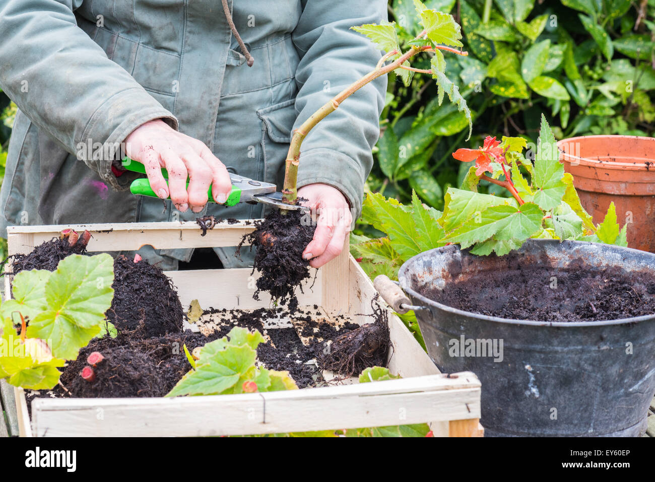 Overwintering of tuberous begonia in a garden Remove from pot to store ...