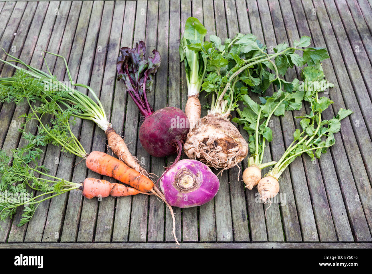 Harvest of vegetables in a garden Stock Photo - Alamy