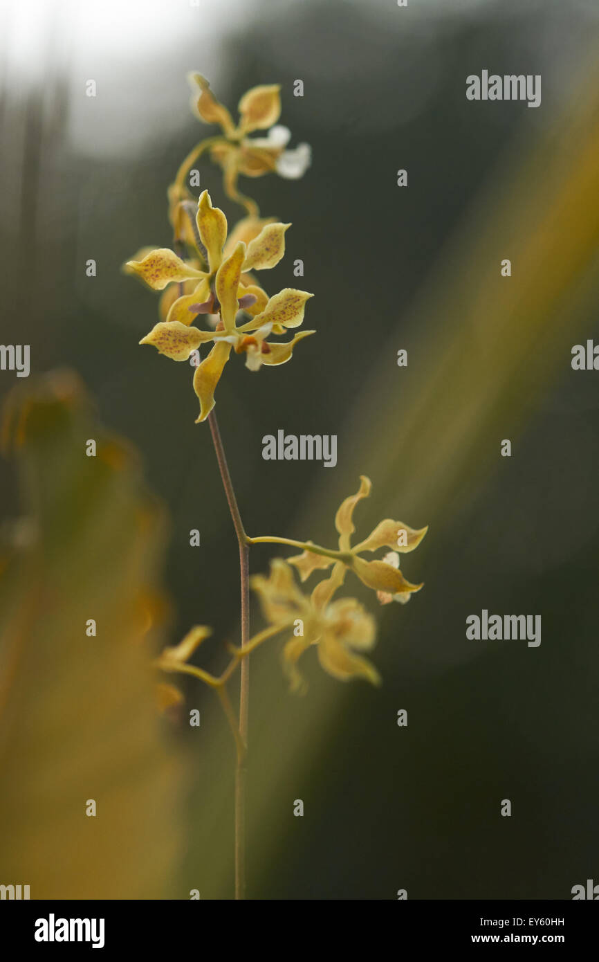Orchid lithophyte on inselbergs - Savannah Virginia Guiana Rocky ...
