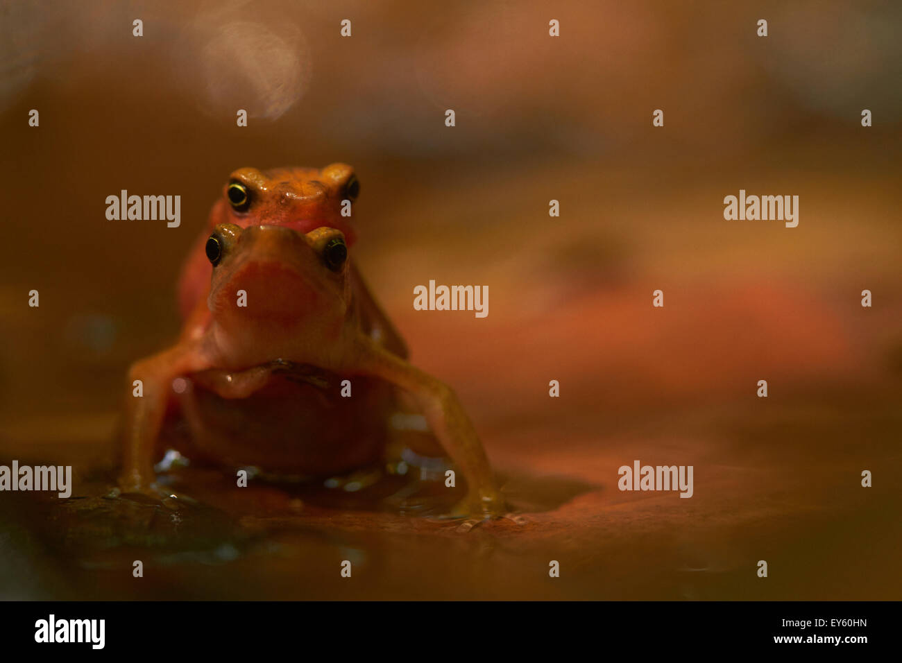 Cayenne stubfoot toads mating - French Guiana near a waterfall Stock ...