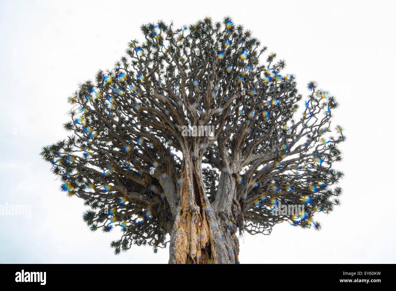 Millennium Dragon Tree - Tenerife Canary Islands Spain Stock Photo - Alamy