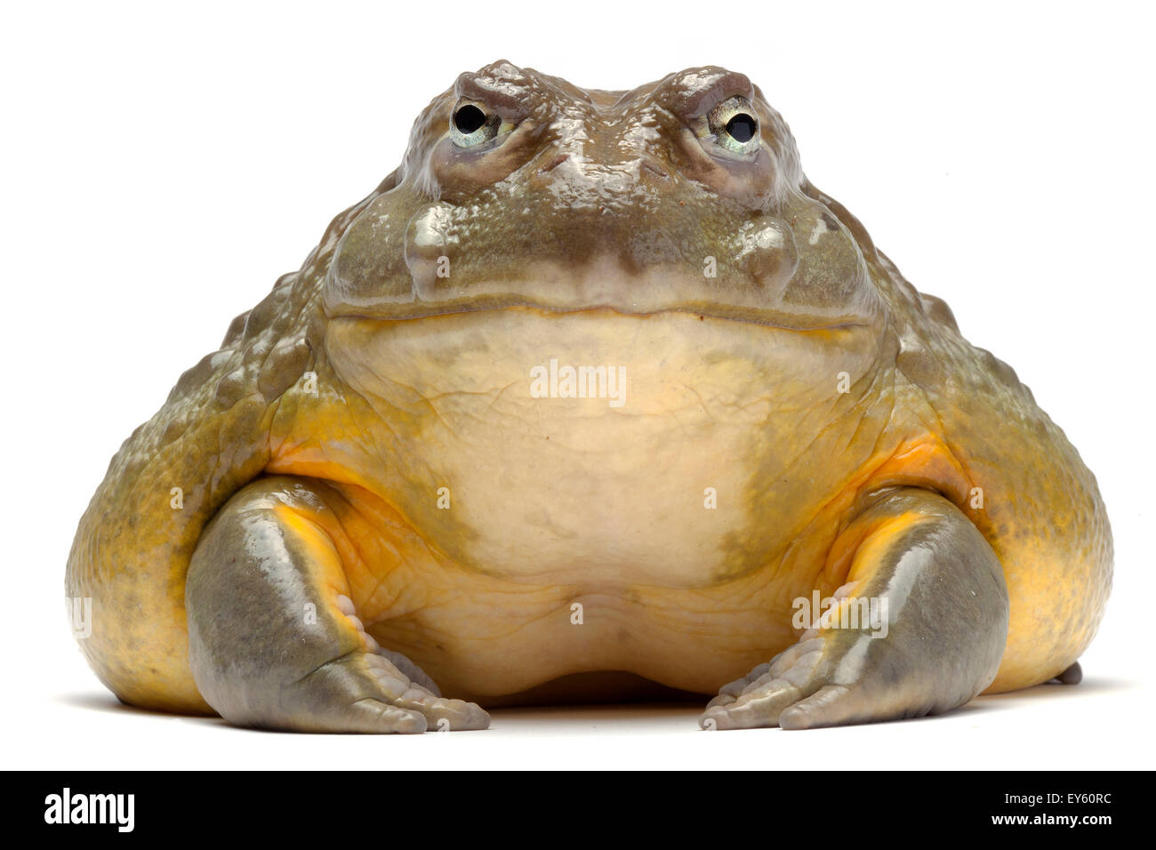 African bullfrog on white background Stock Photo - Alamy