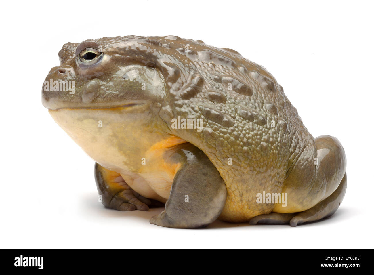 African bullfrog on white background Stock Photo - Alamy