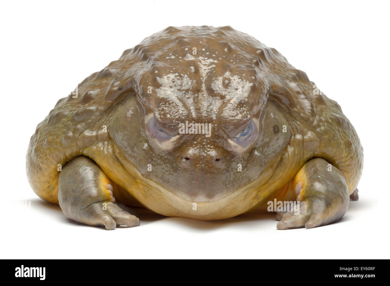 African bullfrog on white background eyes closed Stock Photo - Alamy