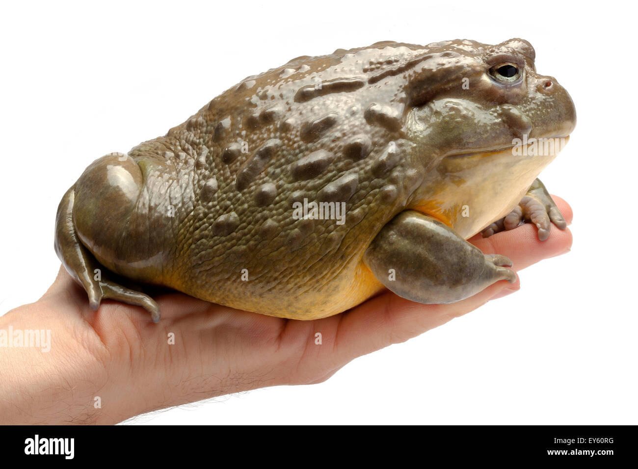 African bullfrog hanging on white background Stock Photo - Alamy
