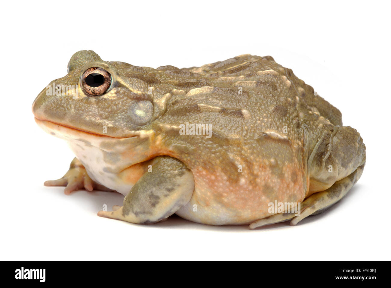 African bullfrog on white background Stock Photo - Alamy