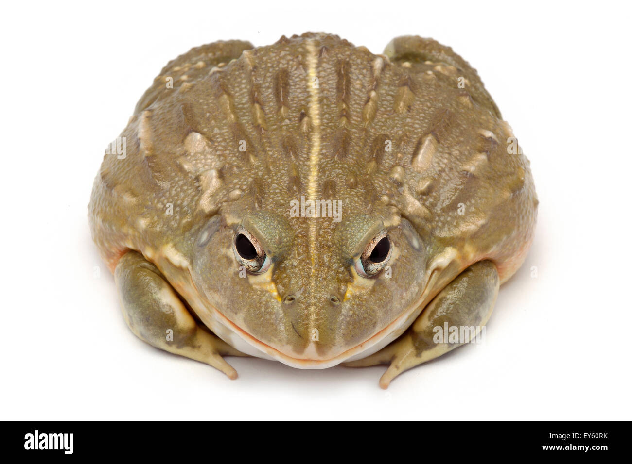 African bullfrog on white background Stock Photo - Alamy