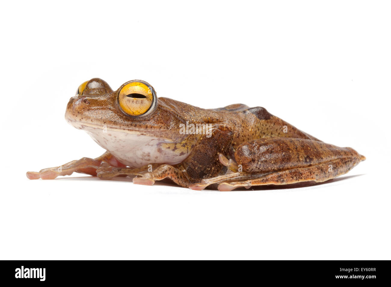 Java Flying Frog on white background Stock Photo - Alamy
