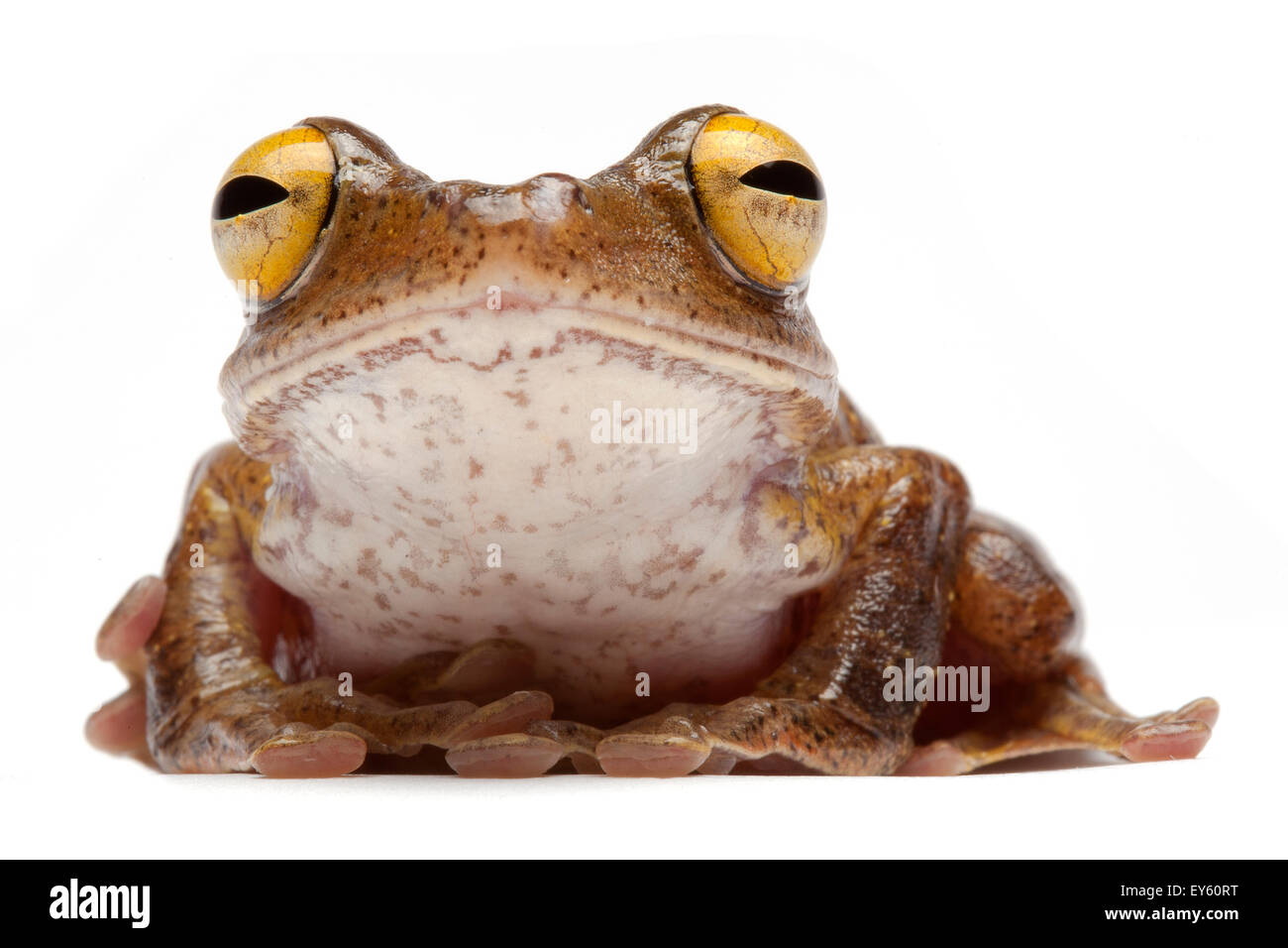 Java Flying Frog on white background Stock Photo - Alamy