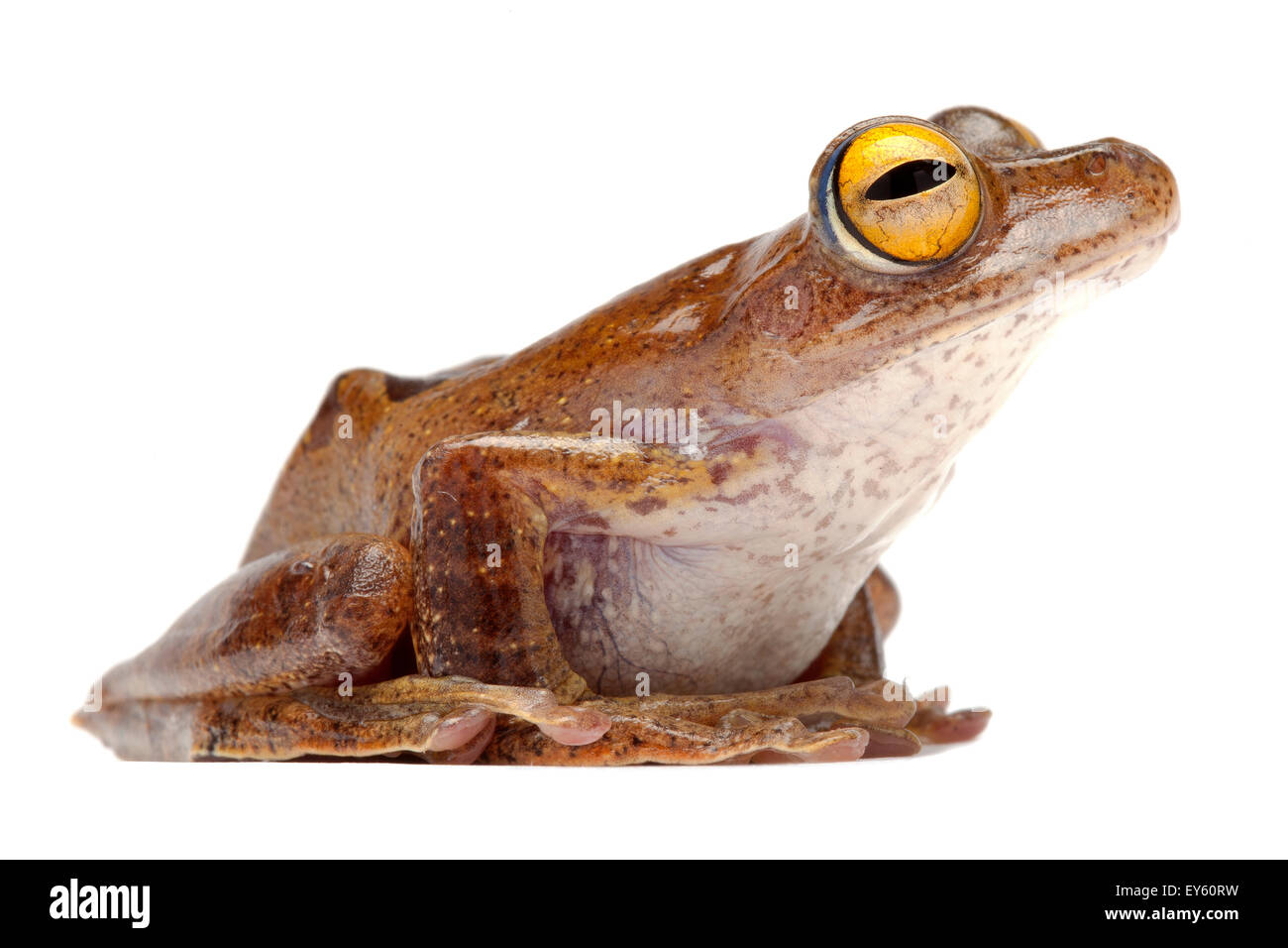 Java Flying Frog on white background Stock Photo - Alamy