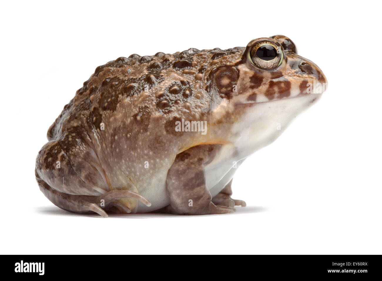 Edible African Bullfrog on white background Stock Photo - Alamy