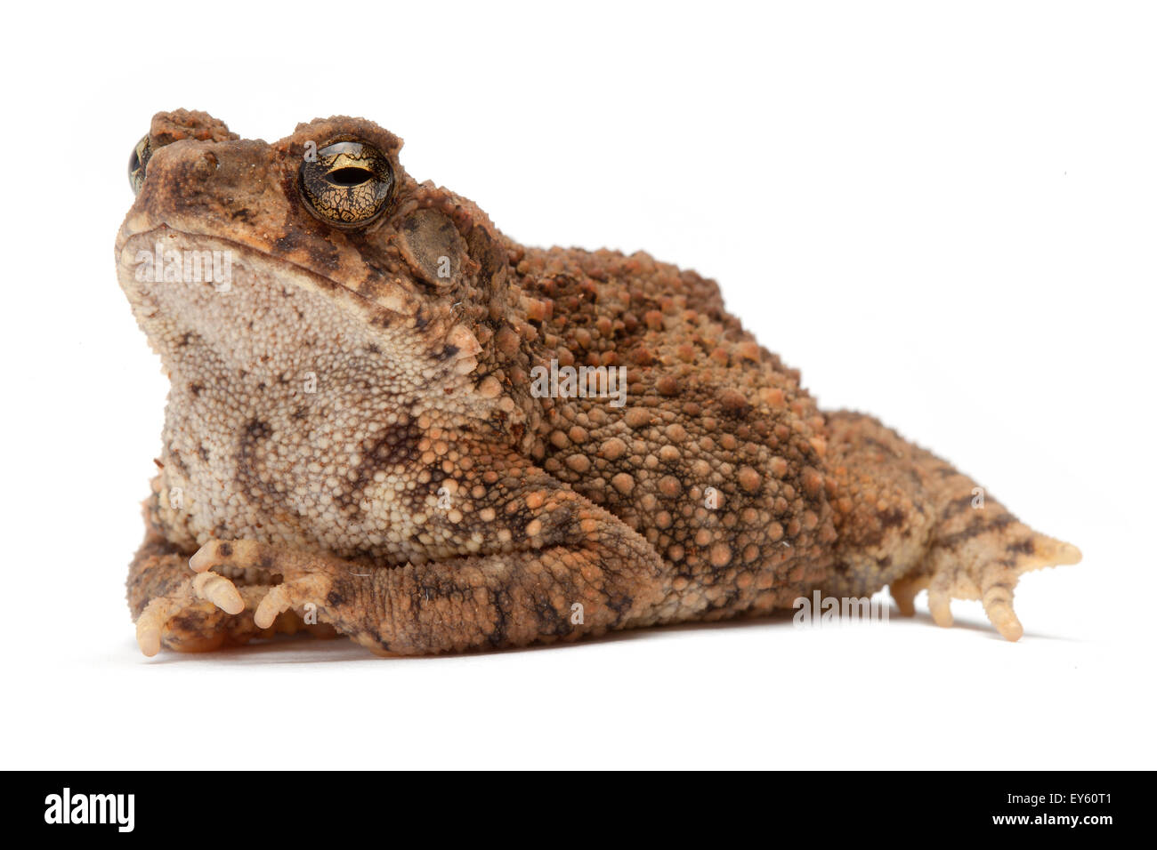 Big Eared Toad on white background Stock Photo - Alamy