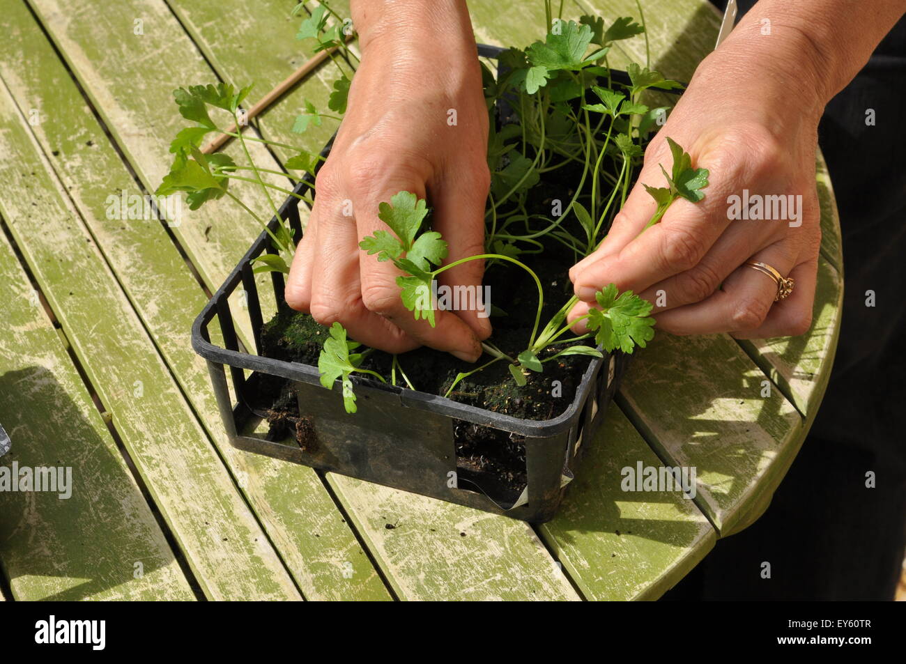 Thinning of parsley in a kitchen garden Stock Photo - Alamy