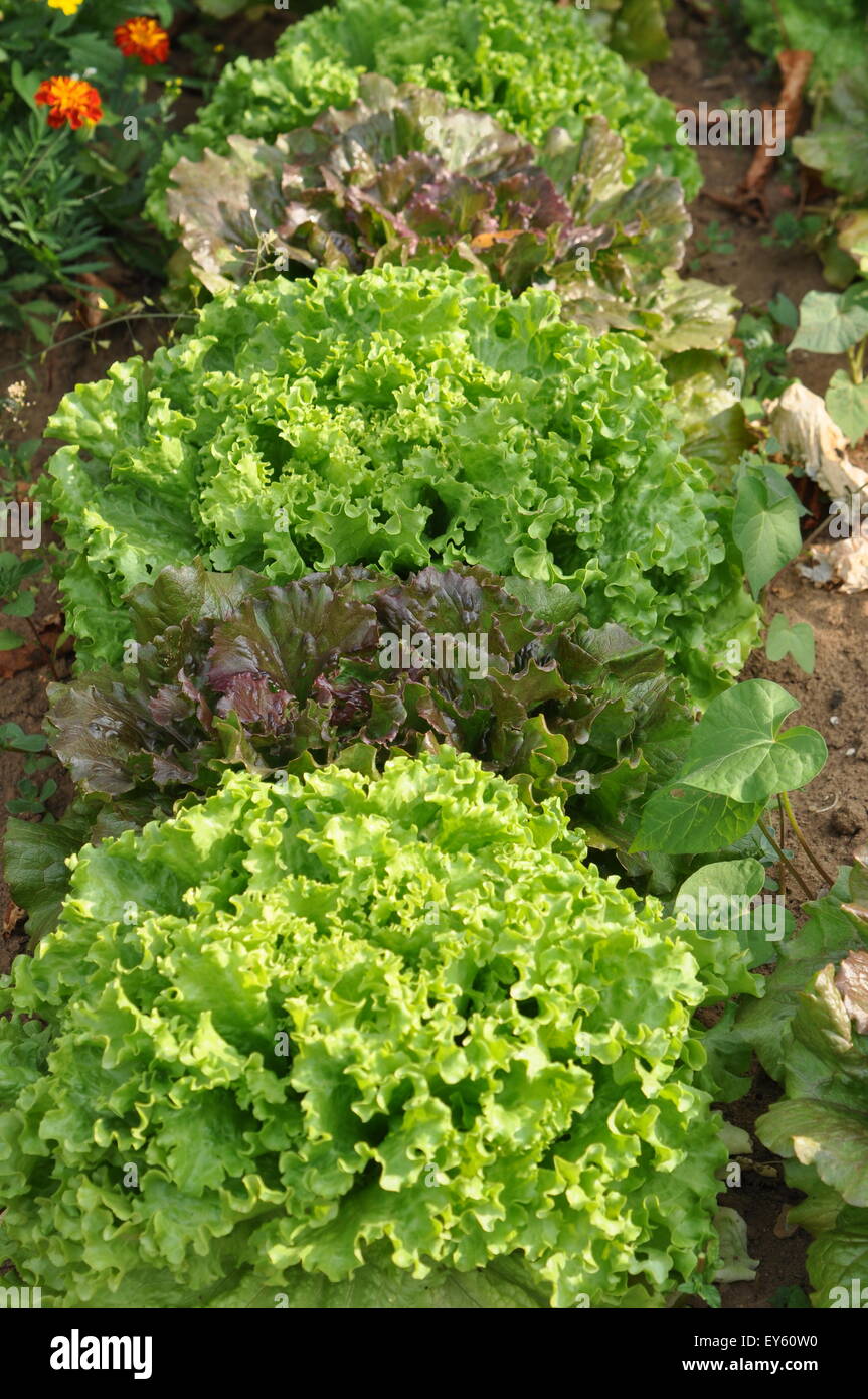 Lettuces in a kitchen garden Stock Photo - Alamy
