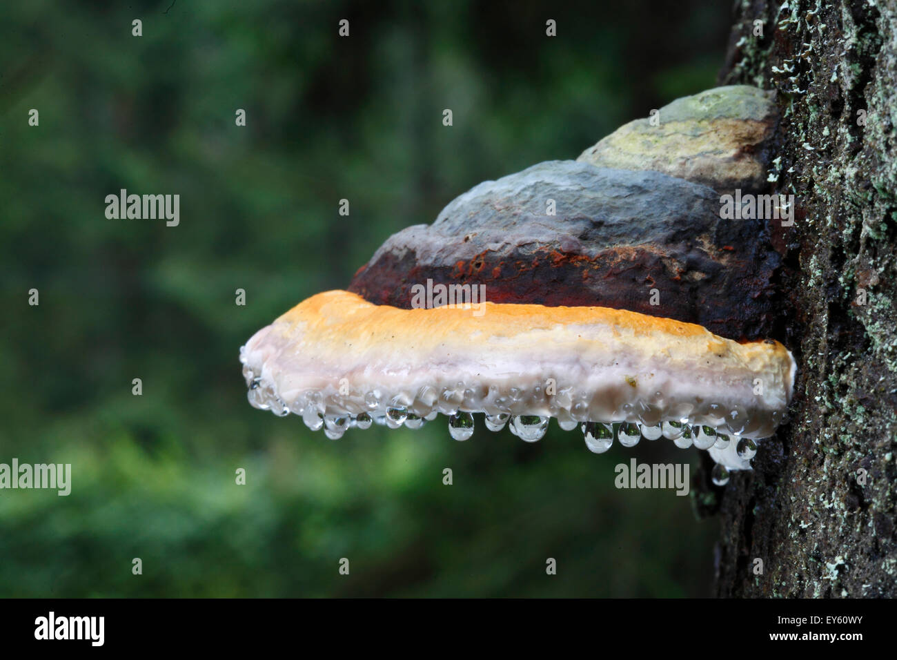 Red Banded Polypore on a trunk - Schwarzwald Germany Stock Photo - Alamy