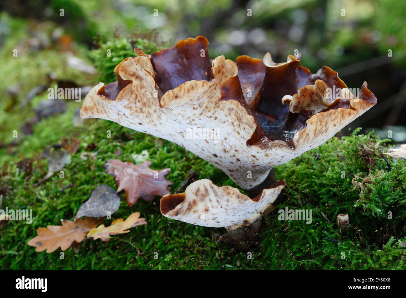 Bay Polypore on moss - Alsace France Stock Photo - Alamy