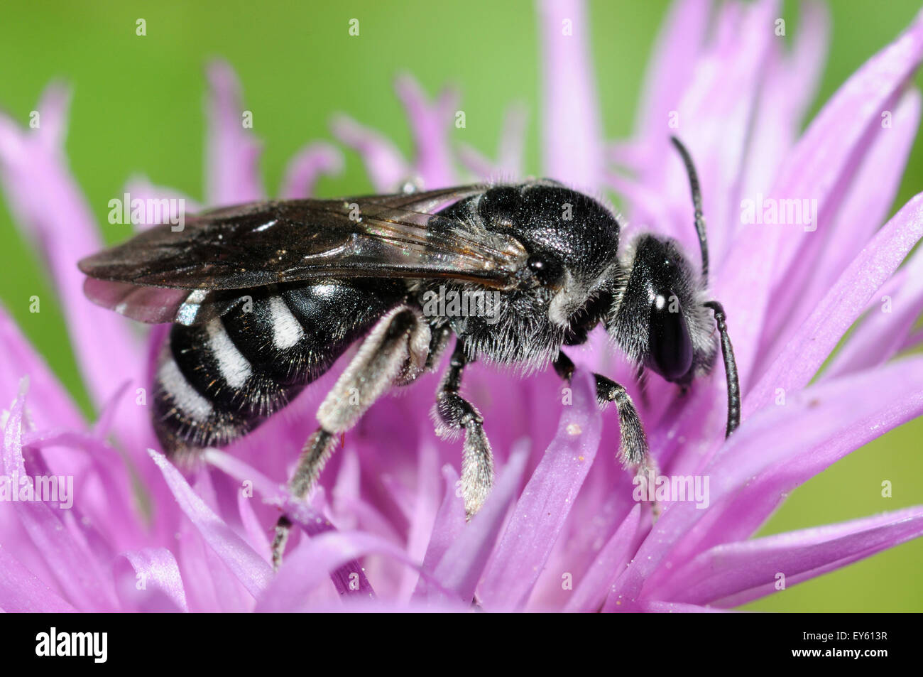 Female Mining Bee on Greater Knapweed - Northern Vosges Stock Photo - Alamy