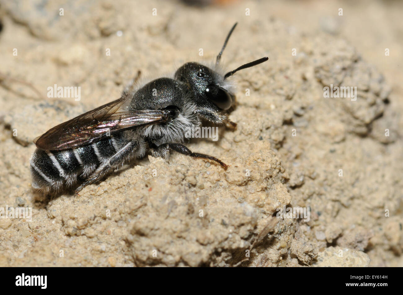 Blue Mason Bee warming on ground - Northern Vosges France Stock Photo ...
