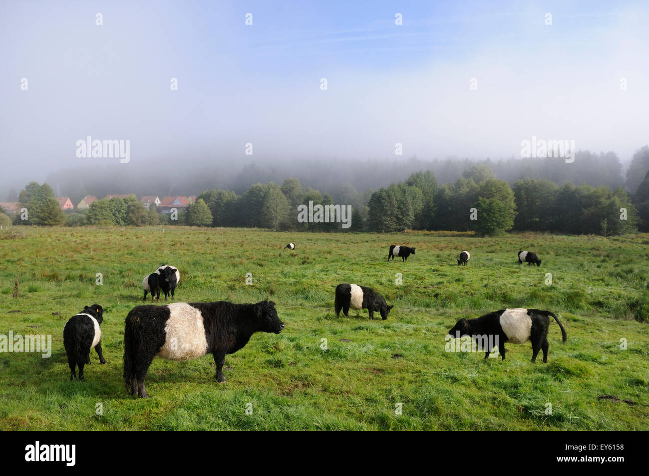 Galloway Cows in meadow - Northern Vosges France Stock Photo - Alamy
