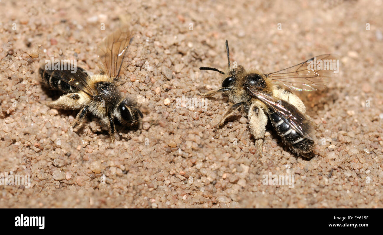 Mining bees hi-res stock photography and images - Alamy