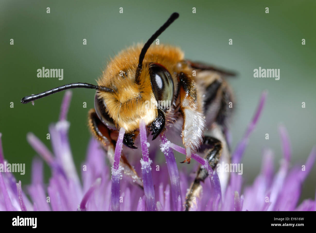 Leaf-cutting bee on Knapweed - Northern Vosges France Stock Photo - Alamy