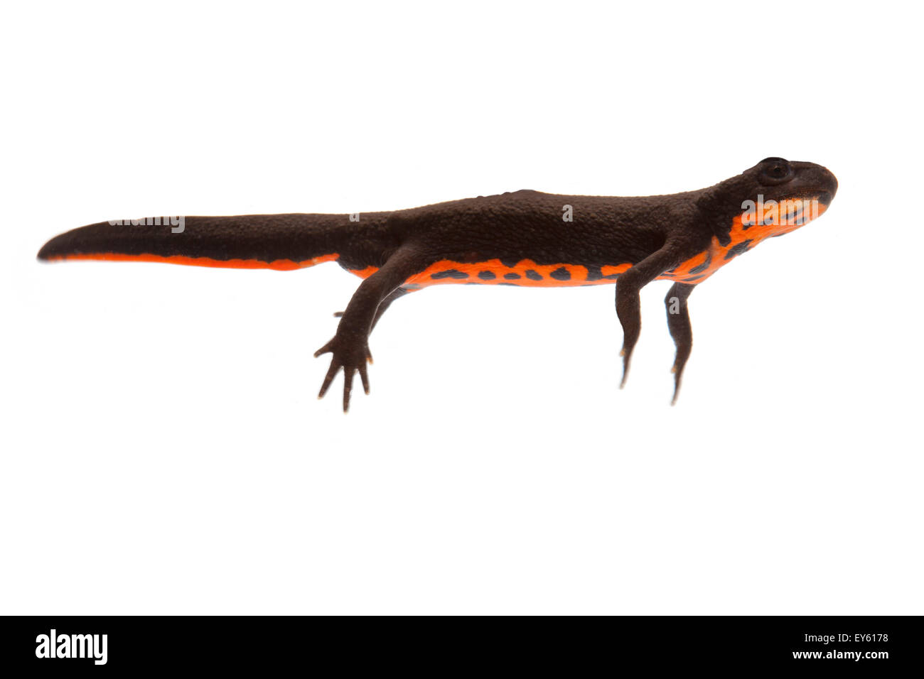 Fire Belly Newts Care