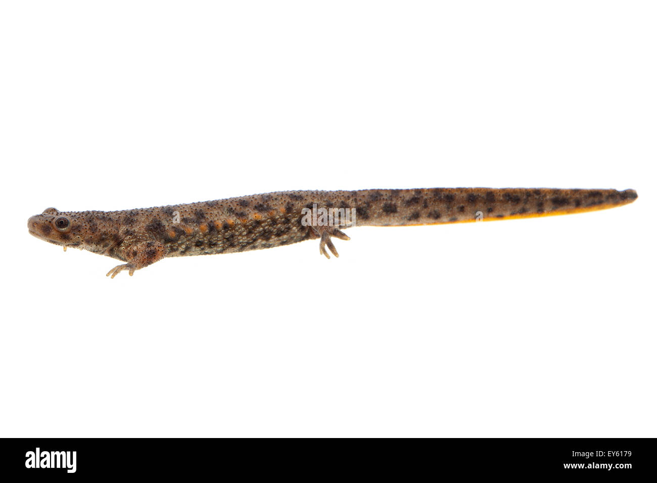 Sharp-ribbed Newt on white background Stock Photo - Alamy