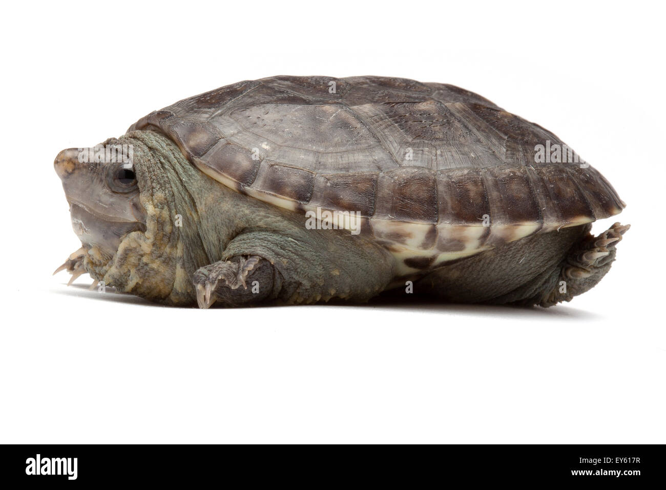 Pacific Coast Giant Musk Turtle on white background Stock Photo - Alamy