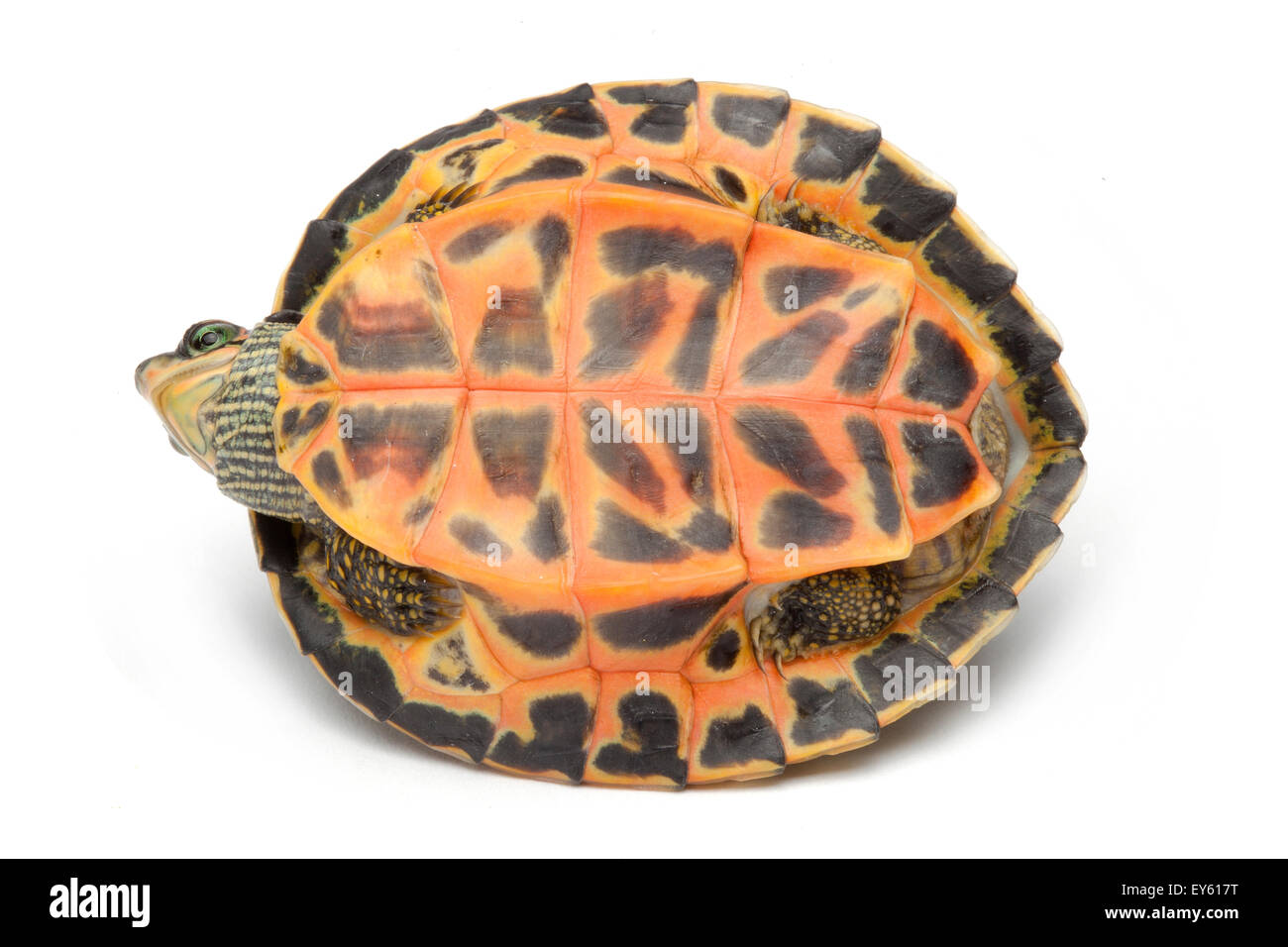 Indian roofed turtle hi-res stock photography and images - Alamy