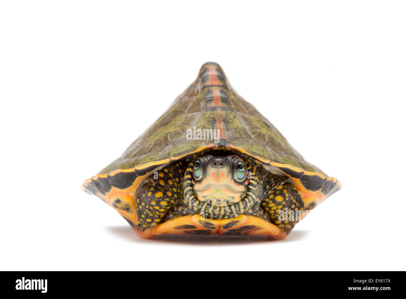 Indian Roofed Turtle