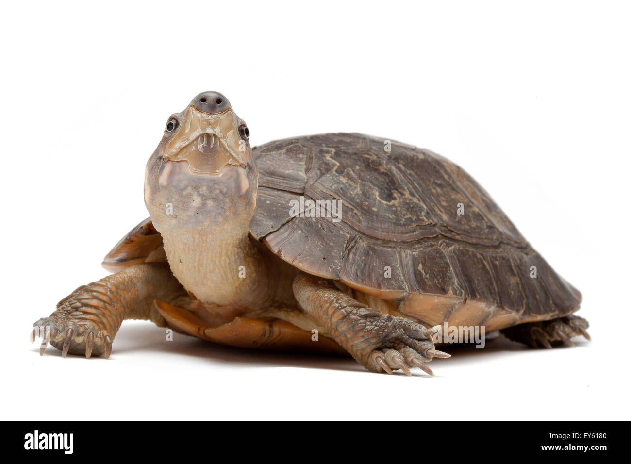Black Marsh Turtle on white background Native of Palawan Stock Photo ...