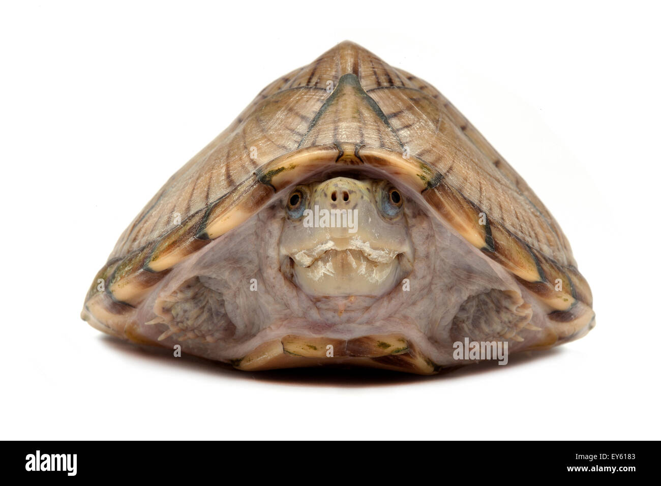 Razor-backed Musk Turtle on white background Stock Photo - Alamy