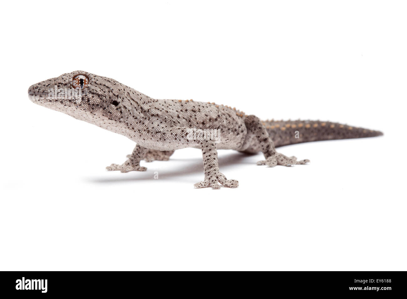 Eastern Spiny-tailed Gecko on white background Stock Photo - Alamy