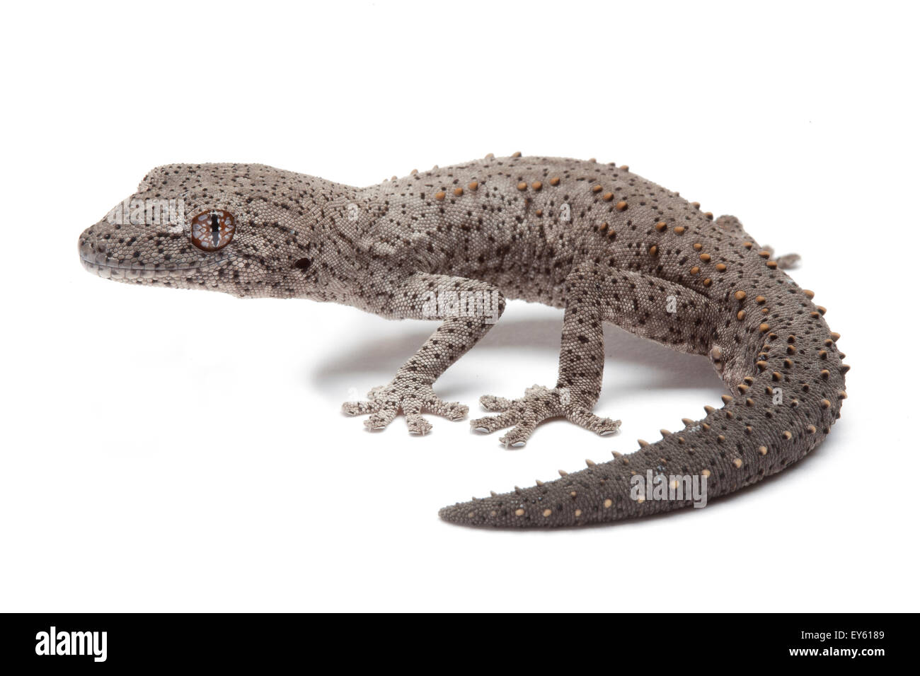 Spiny Tailed Gecko High Resolution Stock Photography and Images - Alamy