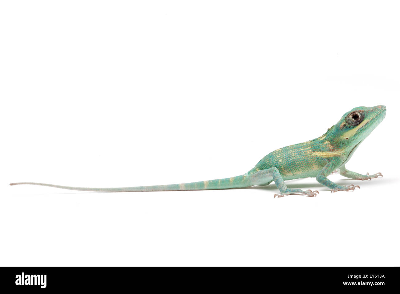 Knight Anole 'blue' on white background Stock Photo - Alamy