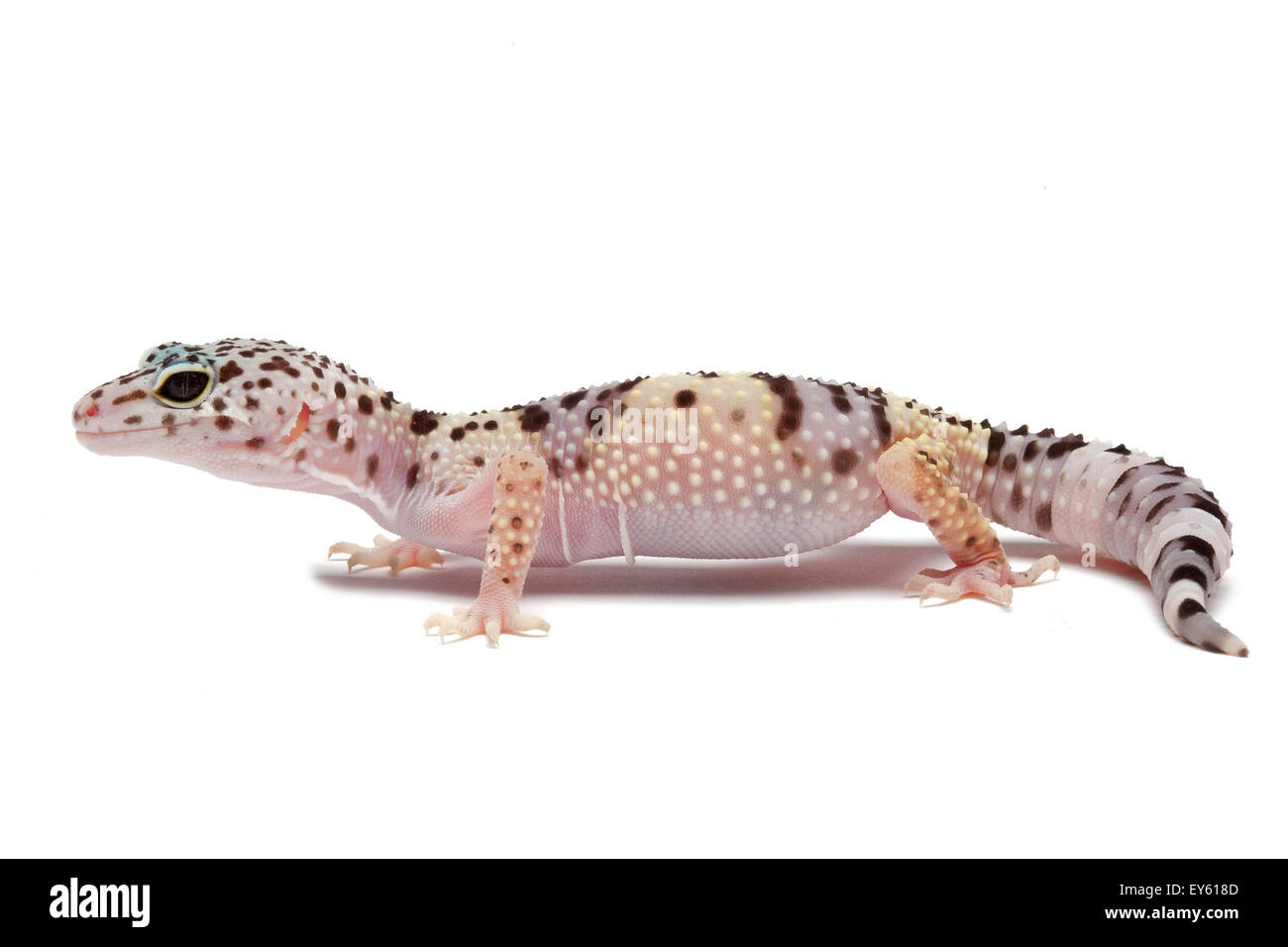 Leopard-Gecko on white background Stock Photo - Alamy