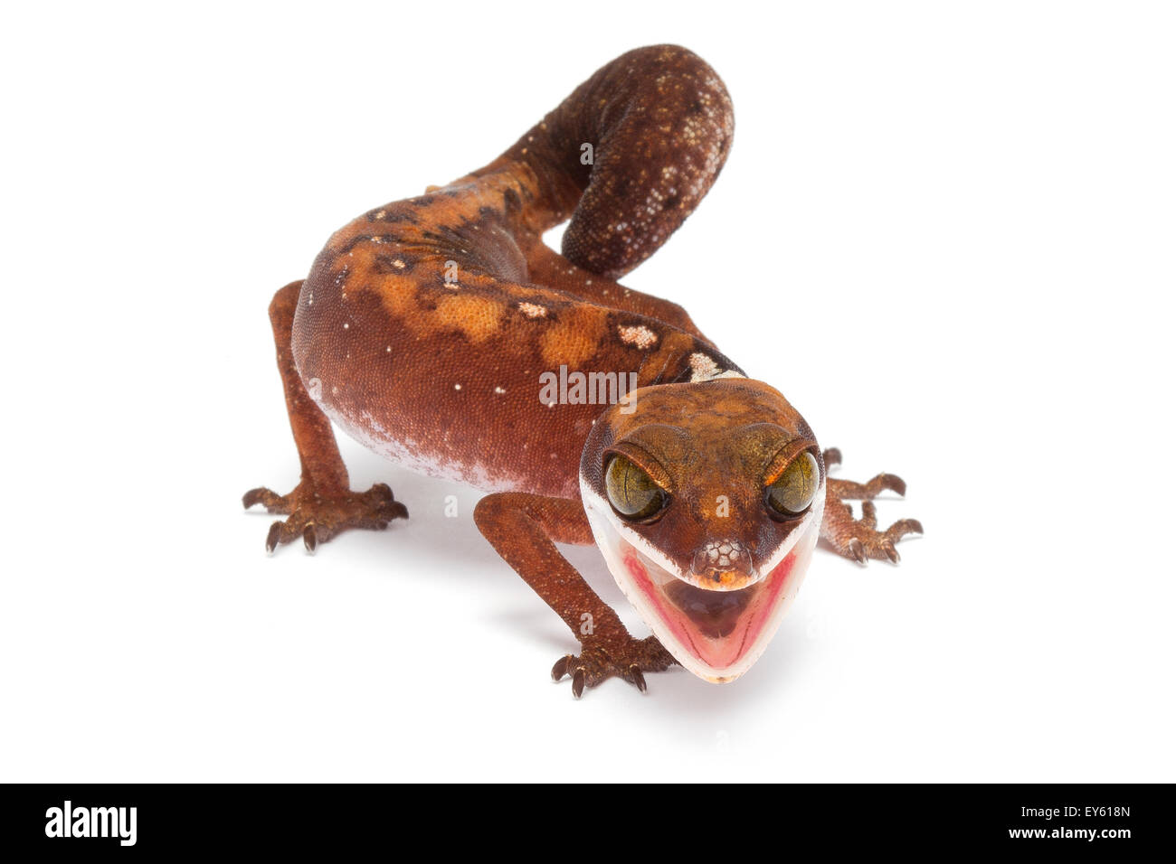 Cat Gecko on white background Stock Photo - Alamy