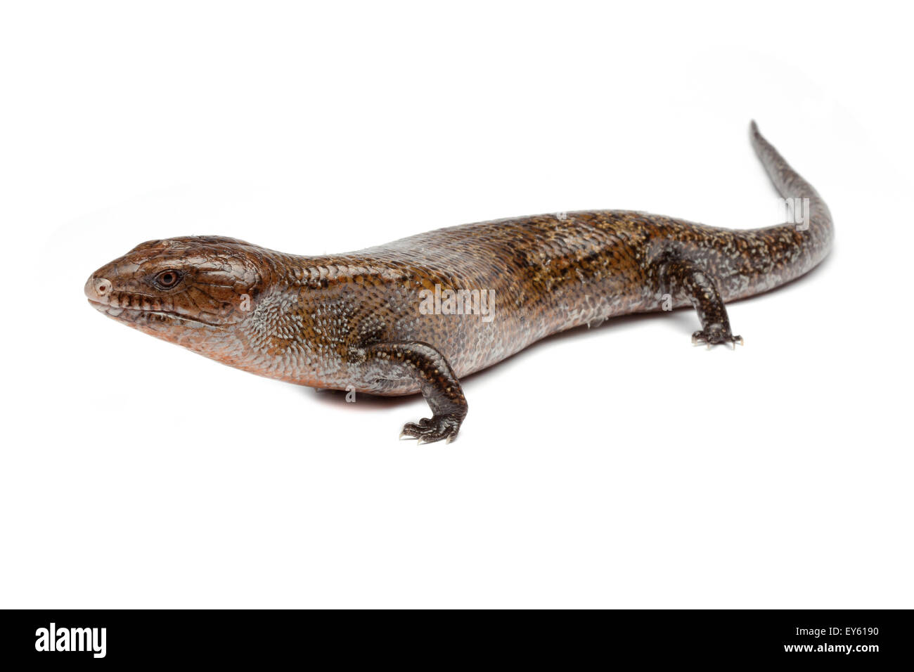 Giant blue-tongued skink on white background Stock Photo - Alamy