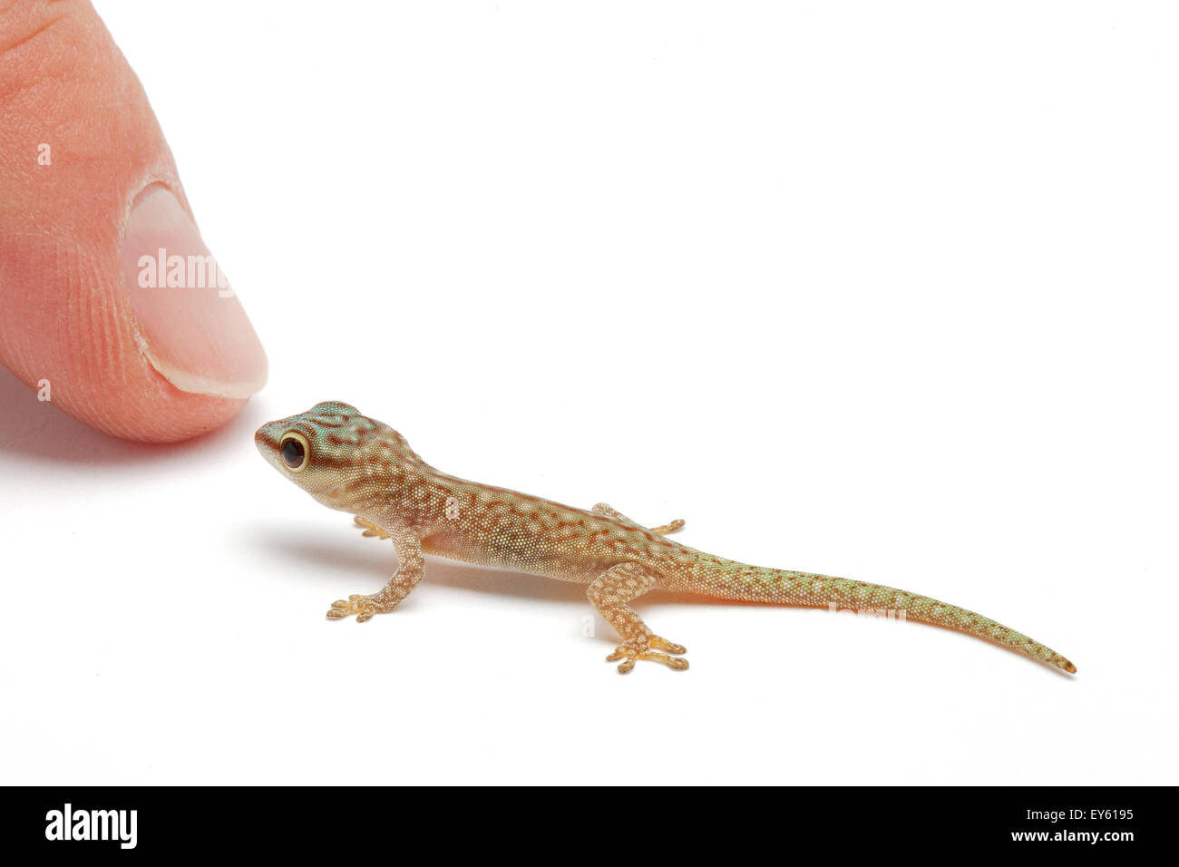 Cheke's Day Gecko and finger on white background Stock Photo - Alamy