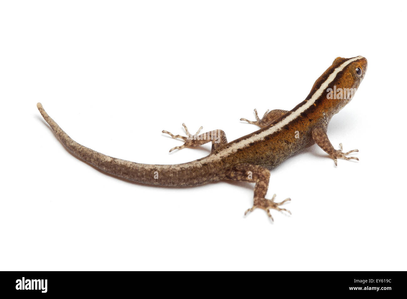 Clawed Gecko on white background Stock Photo - Alamy