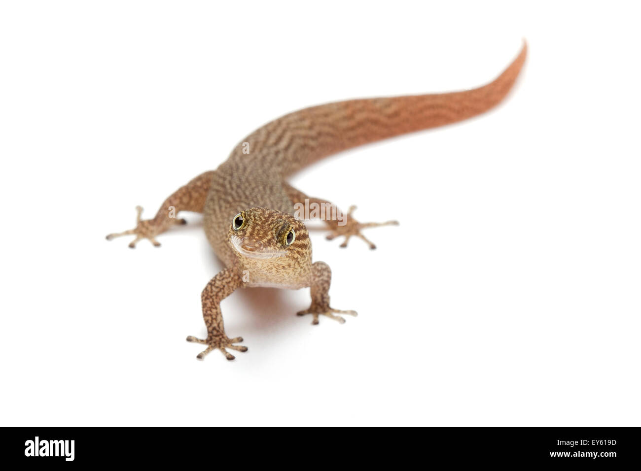 Ashy Gecko on white background Stock Photo - Alamy