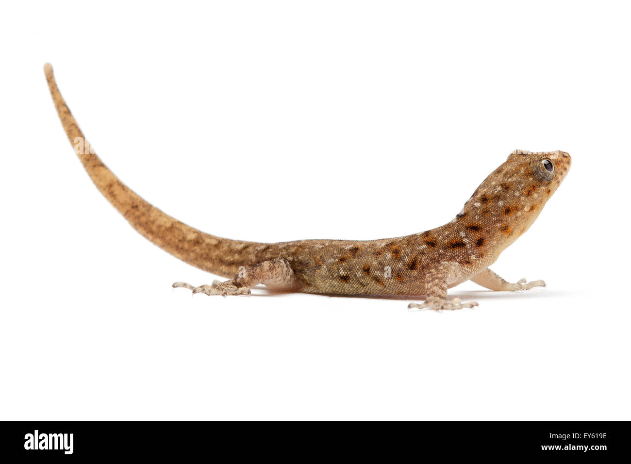 Clawed Gecko on white background Stock Photo - Alamy