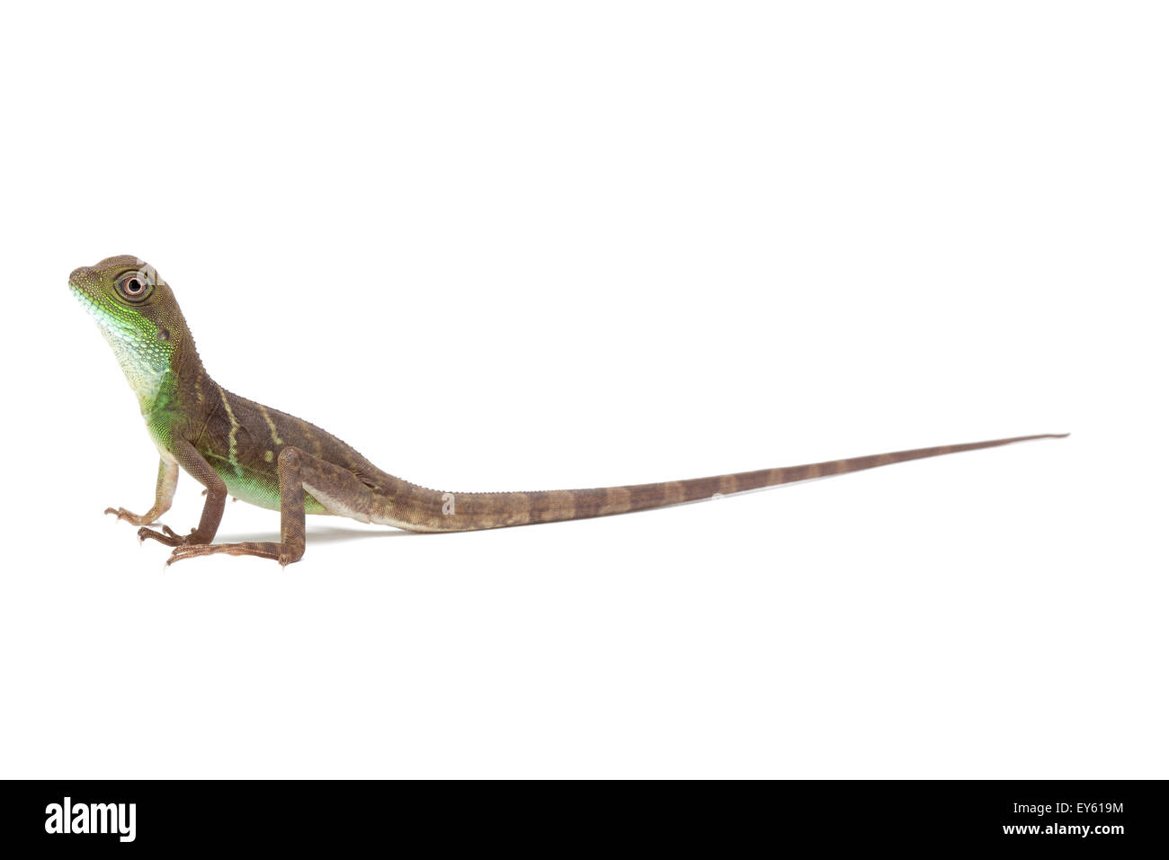 Green Water Dragon on white background Stock Photo - Alamy