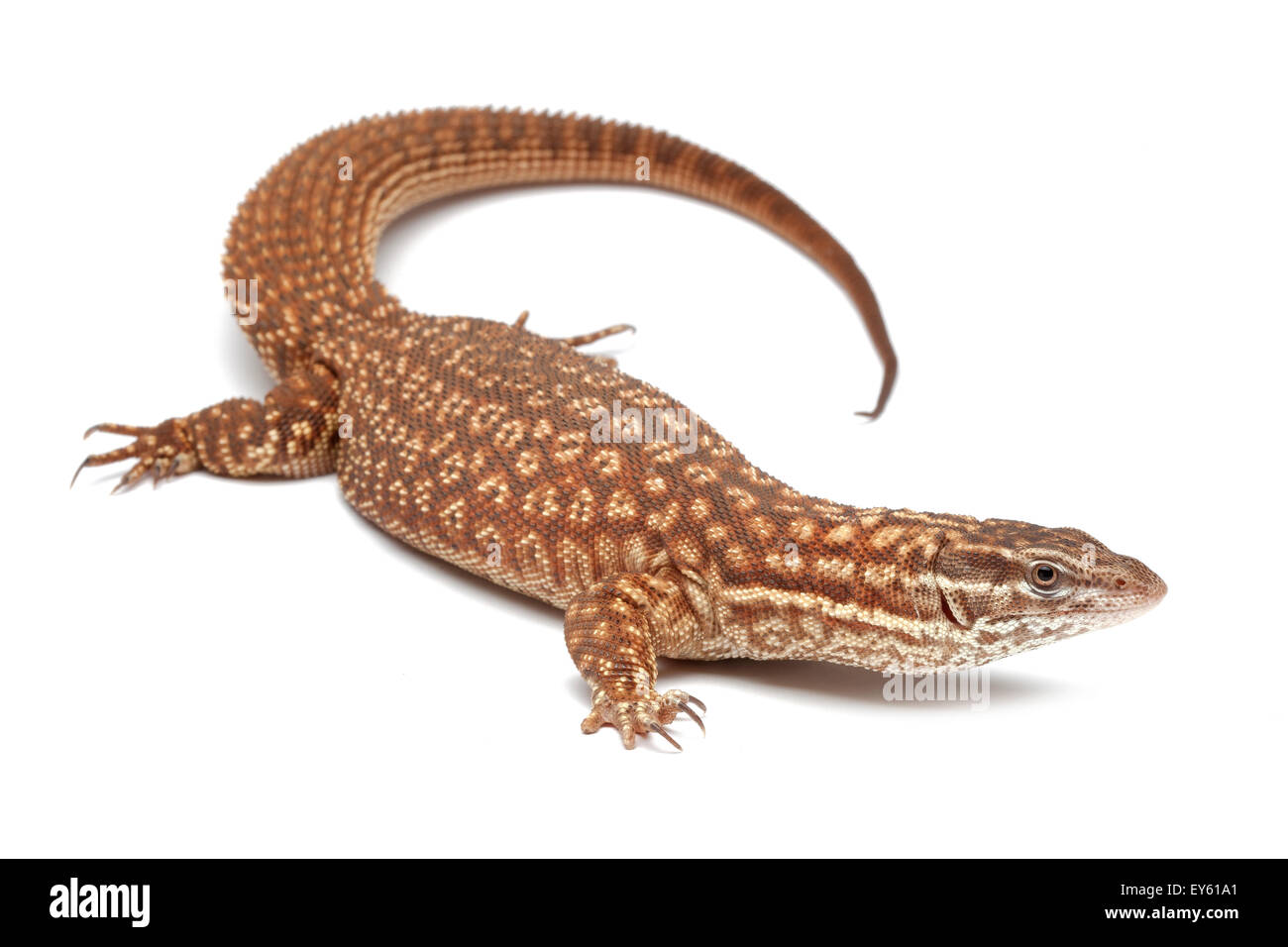 Ridge-tailed Monitor on white background Stock Photo - Alamy